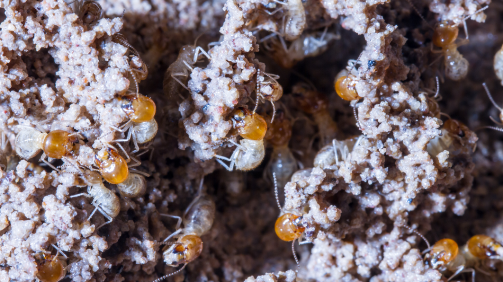 Tips Ampuh: Cara Menghilangkan Rayap Tanpa Ribet dan Hemat