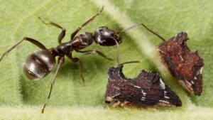 Kenali Jenis-Jenis Semut dan Keunikan Masing-Masing