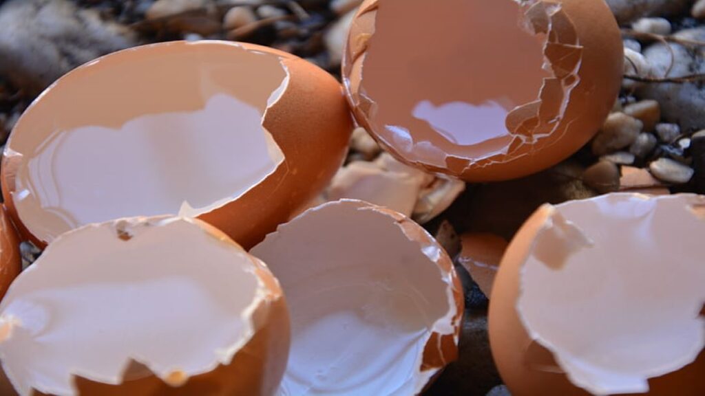 Solusi Ampuh Mengusir Curut dari Tempat Tinggal Anda