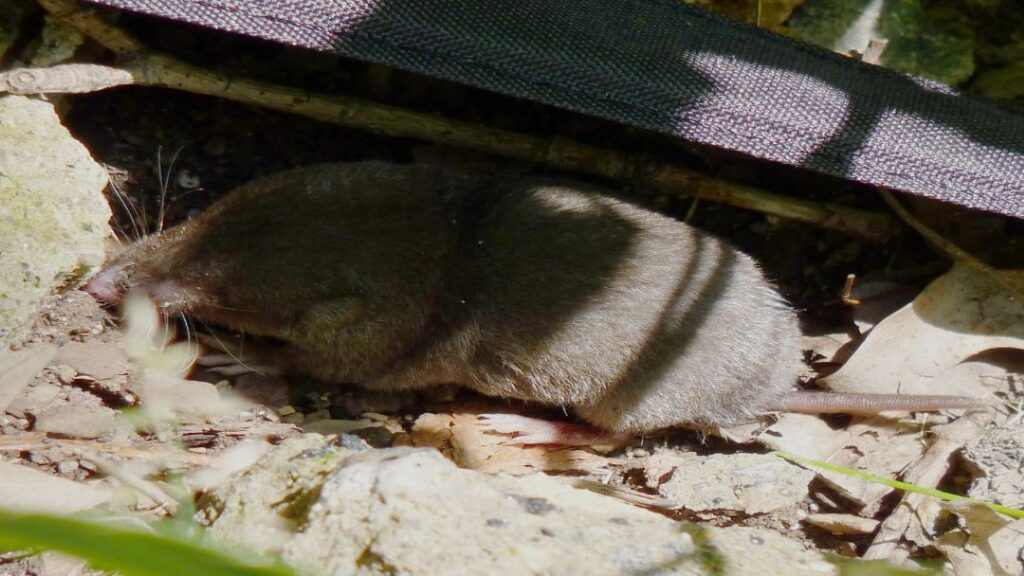 Solusi Ampuh Mengusir Curut dari Tempat Tinggal Anda