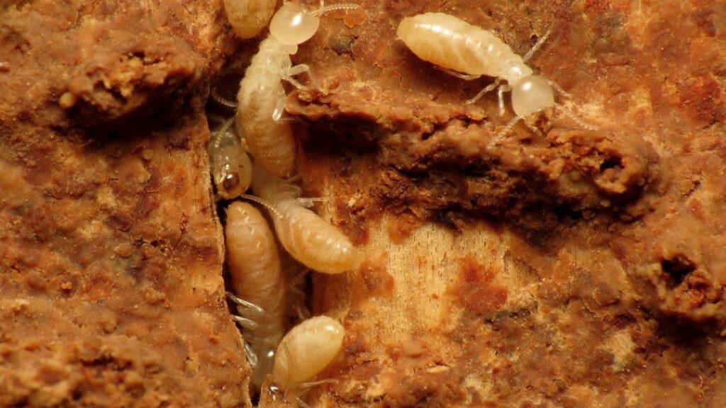 Strategic PestControl - Jasa Pengendali Hama Efektif 100%