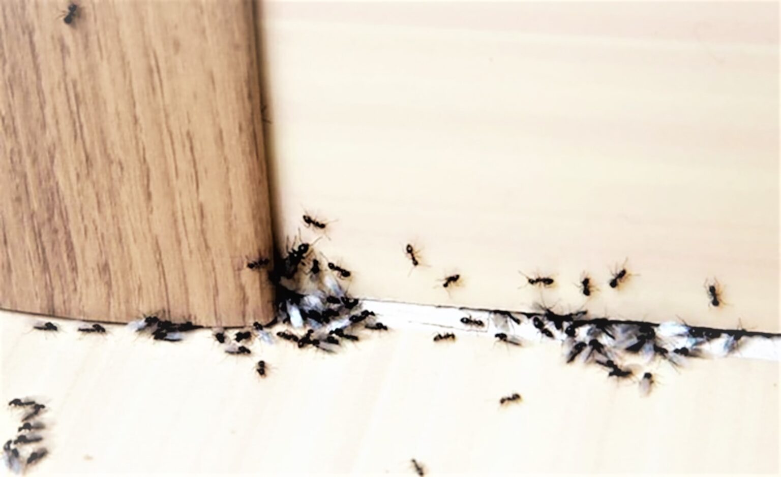 Semut di Rumah: Bahaya yang Tersembunyi dan Cara Mengatasinya ...